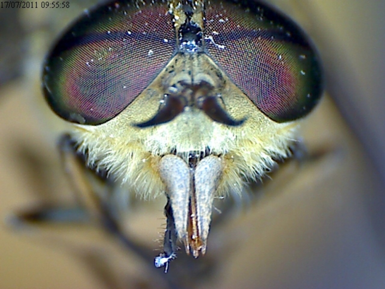 La photo macro et micro: Bonne visite à tous. Cliquez sur les photos ...